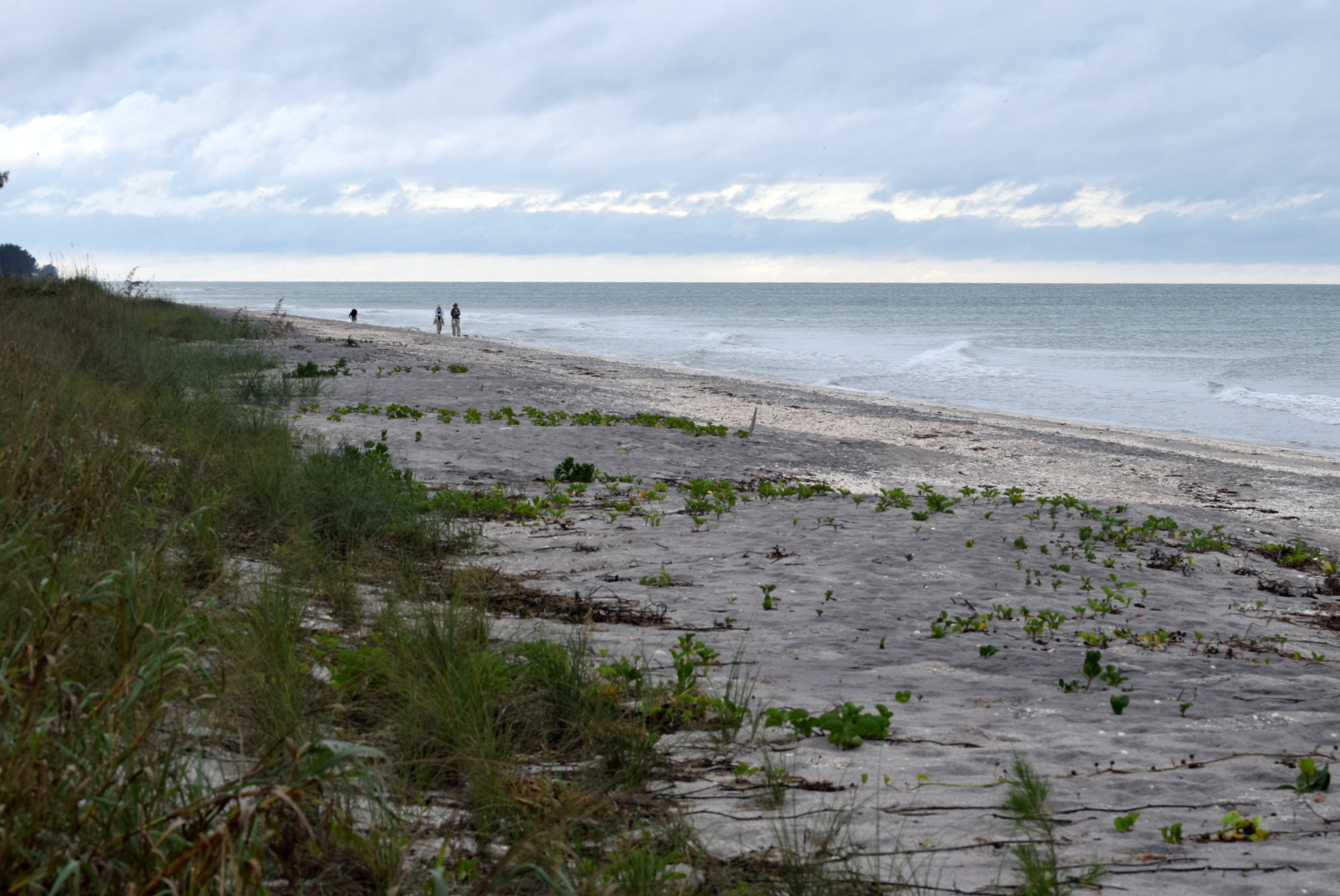 Field Notes and Photos: Barrier Island Walkabout with Lemon Bay Conservancy