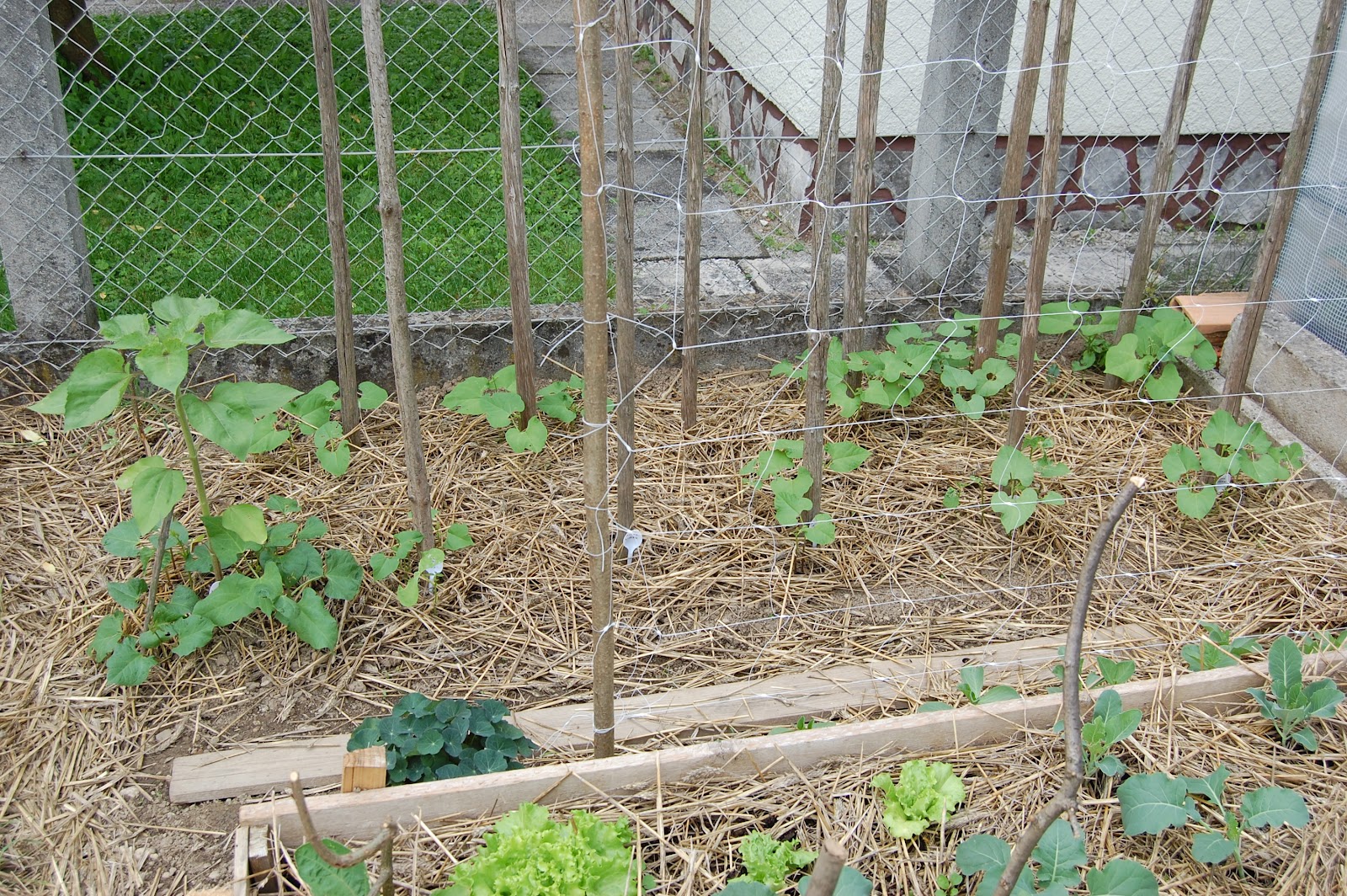 Čili bili pa videli: Gojenje čilijev - vrtna saga