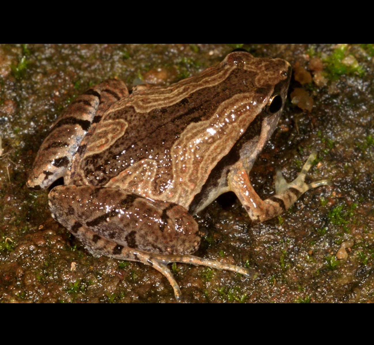 Species New to Science: [Herpetology • 2016] Redescription and Range ...