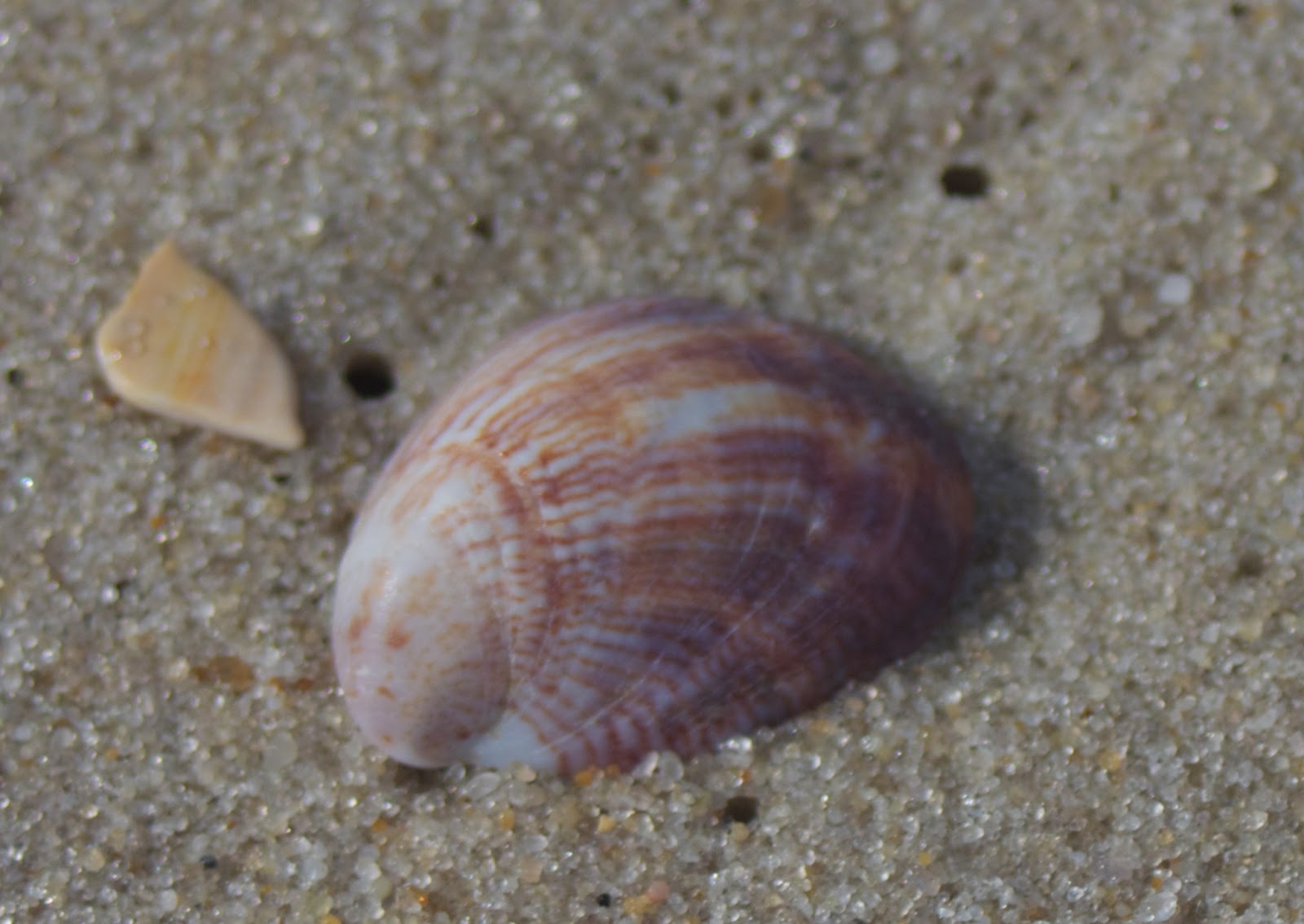 Birds, Butterflies and Sunsets: Slipper Shells for Blanche