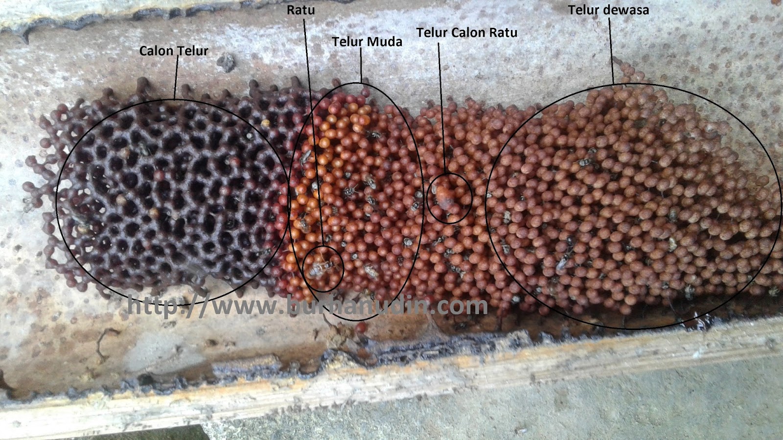 Ngobu Klanceng: BUDIDAYA LEBAH MADU TRIGONA SP