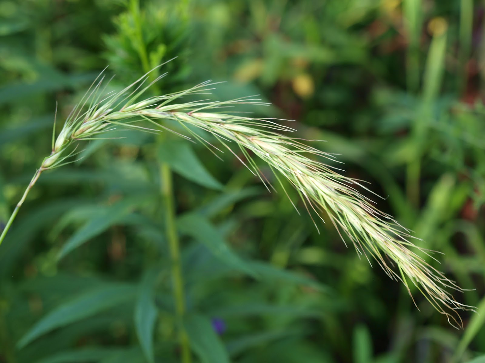 Nature Nerd: Helianthus crunch session