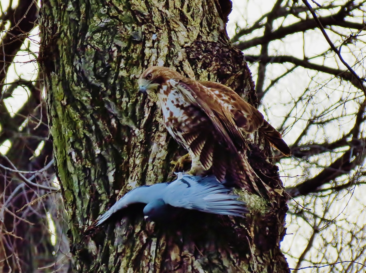 EV Grieve: Hawk vs. pigeon today in Tompkins Square Park