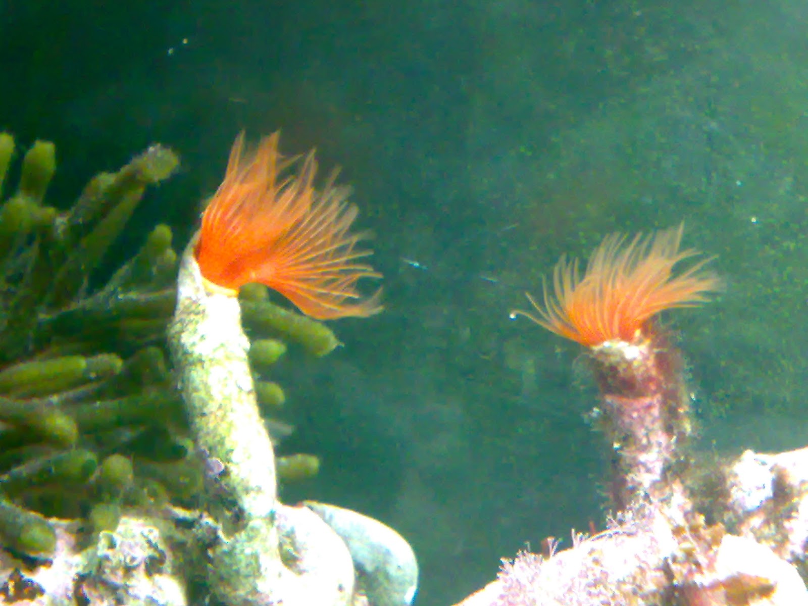 aqua-biotopes: Saltwater Biotope Aquarium