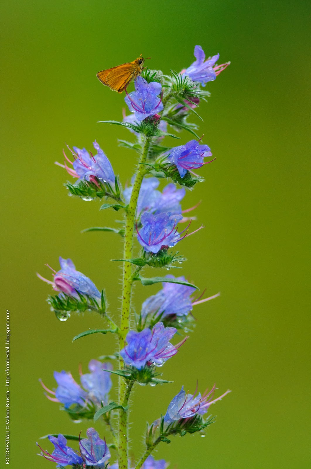 Fotobestiali: La Fagiana, il bosco di pianura del Parco del Ticino
