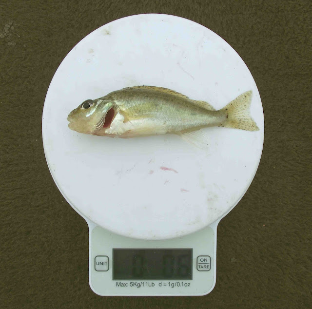 The Lure of Angling: Rough ruffe fishing.