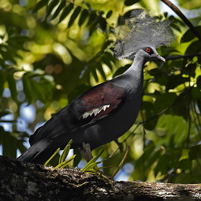 Species New to Science: [Ornithology • 2018] Recovering the ...