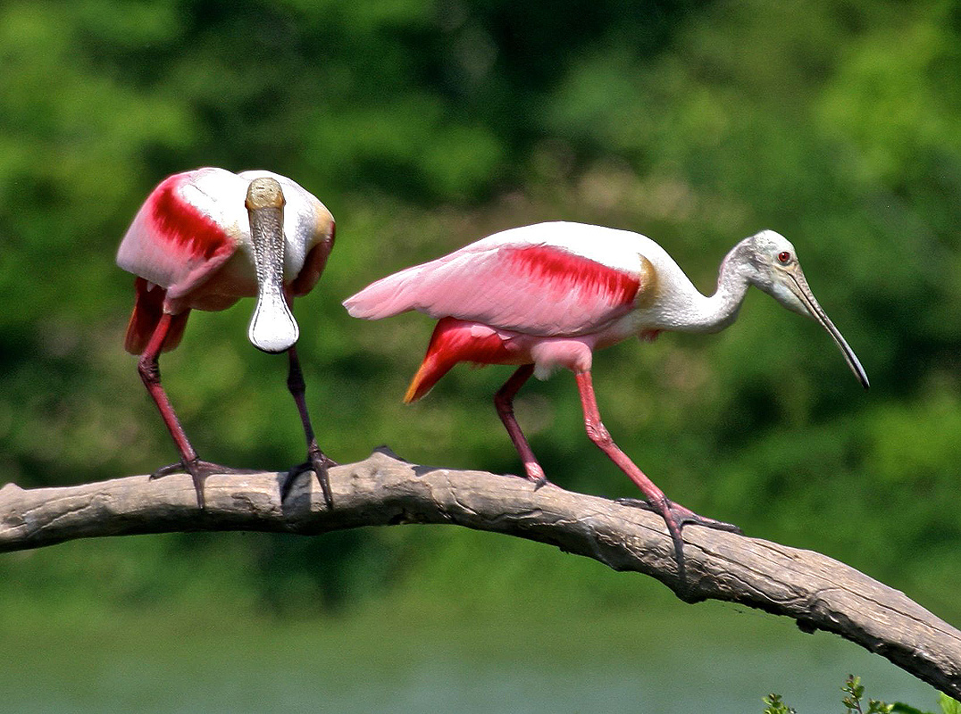 Bellas Aves de El Salvador: Platalea ajaja (espátula rosada)
