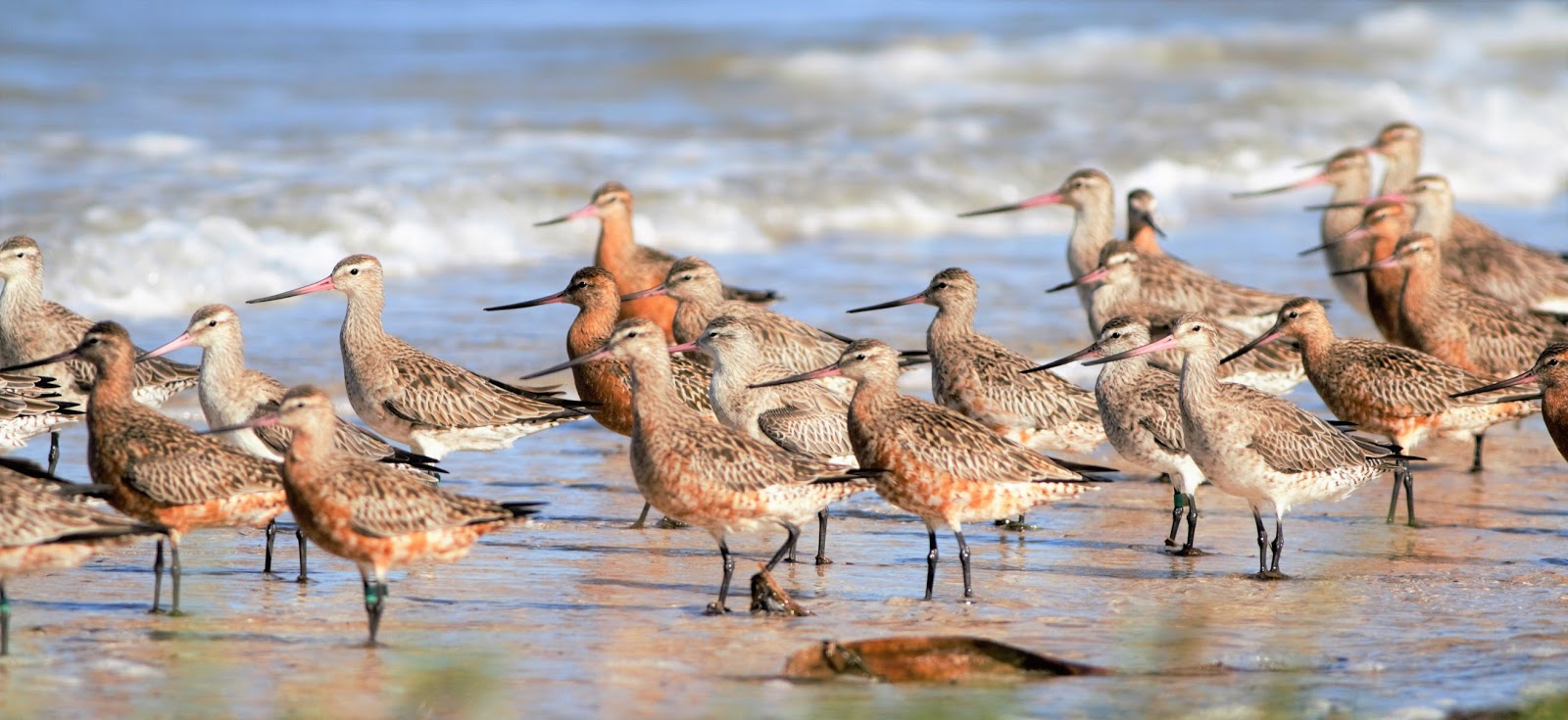 sunshinecoastbirds: Pectoral Sandpiper, Broad-billed Sandpiper & other ...