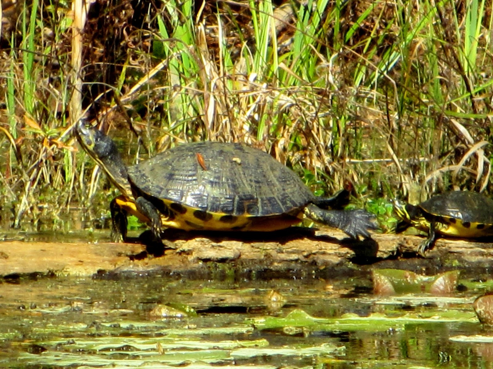 Cannundrums: Yellow-Bellied Slider