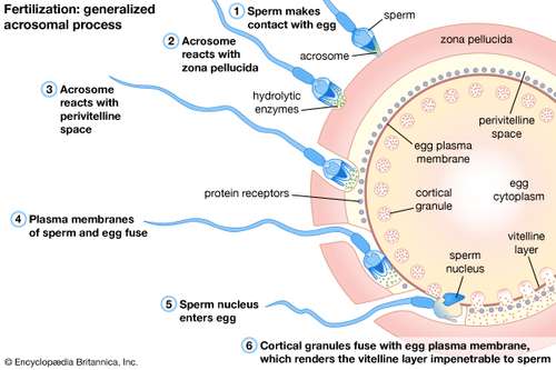 What Is Sexual Reproduction, Fertilization, Oviparous - Your Learning Point