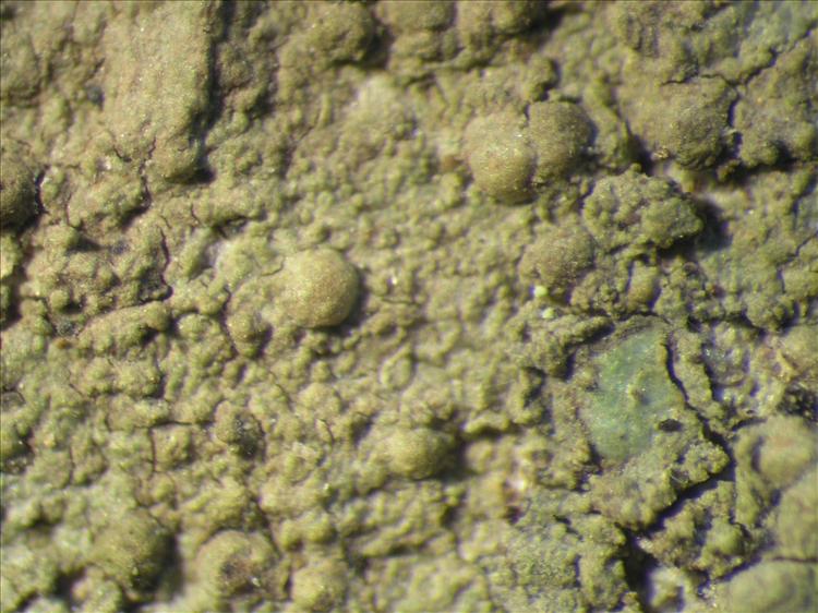 Variety of Life: Porina