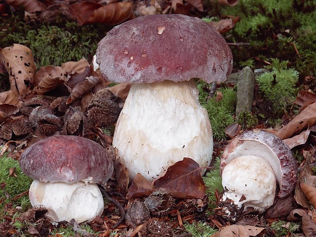 Setas y hongos: Boletus pinicola - Boleto de pino