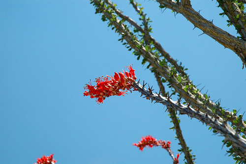 Phoenix Area Homes: Ocotillo: Privacy Fencing Comes to Life