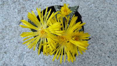 Hooray! Plants!: Faucaria felina ssp. tuberculosa blooms and an almost ...