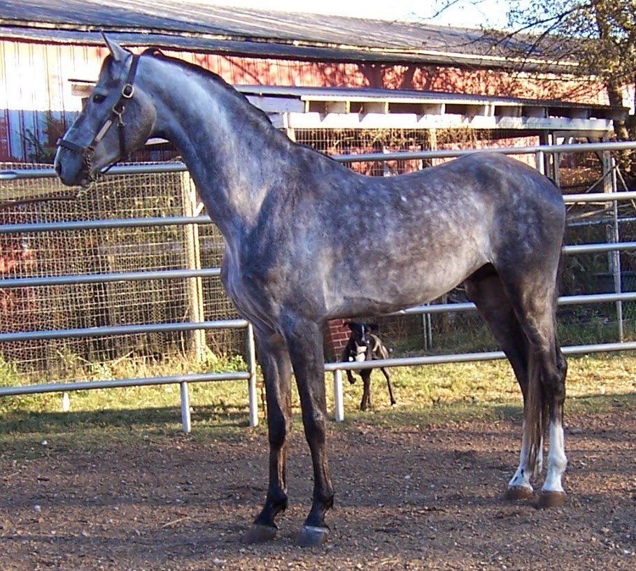 The American Saddlebred: 7/19/14 Glorious Grays Part 3, Stallions