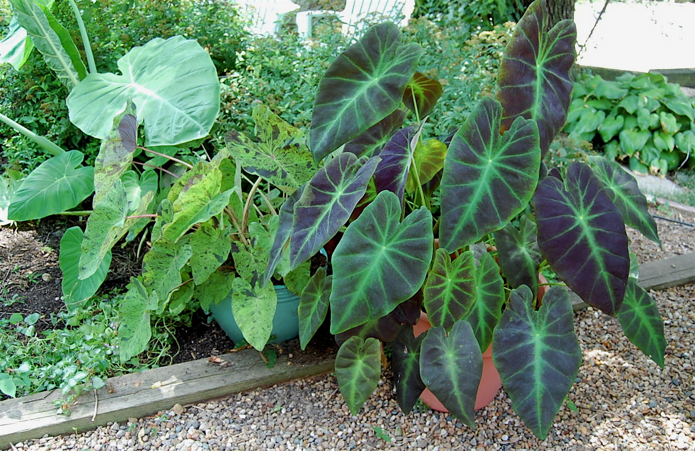 Cody Sanantonio Some stuff.: Colocasia