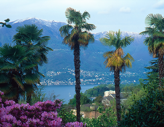 Palm Trail Press: Palm Trees in Switzerland