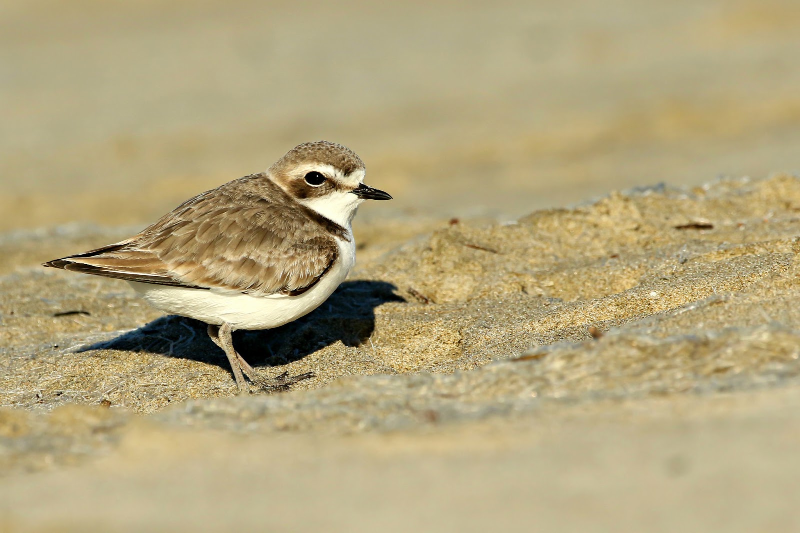The best views ever of a Mountain Plover in Oregon!