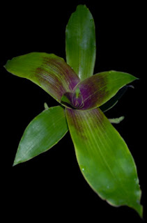 In A Costa Tropical Garden: Callisia fragrans.......Basket plant, Chain ...