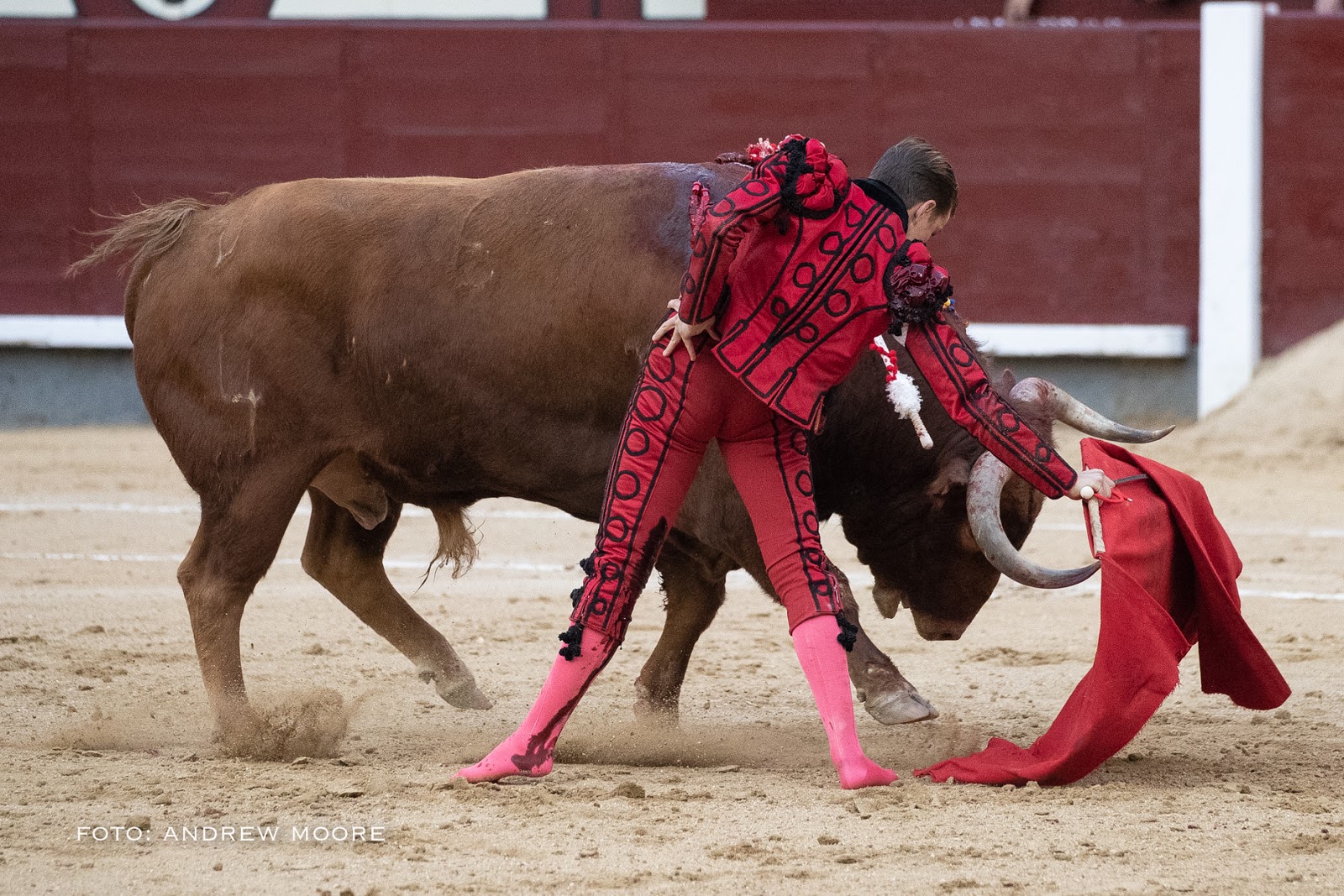 Toro, Torero y Afición: Javier Cortés , Torero ( Fotos Andrew Moore)