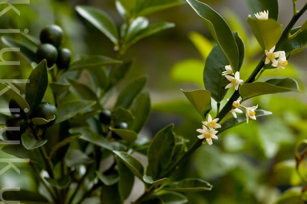 Tanaman TOGA: Jeruk Nipis