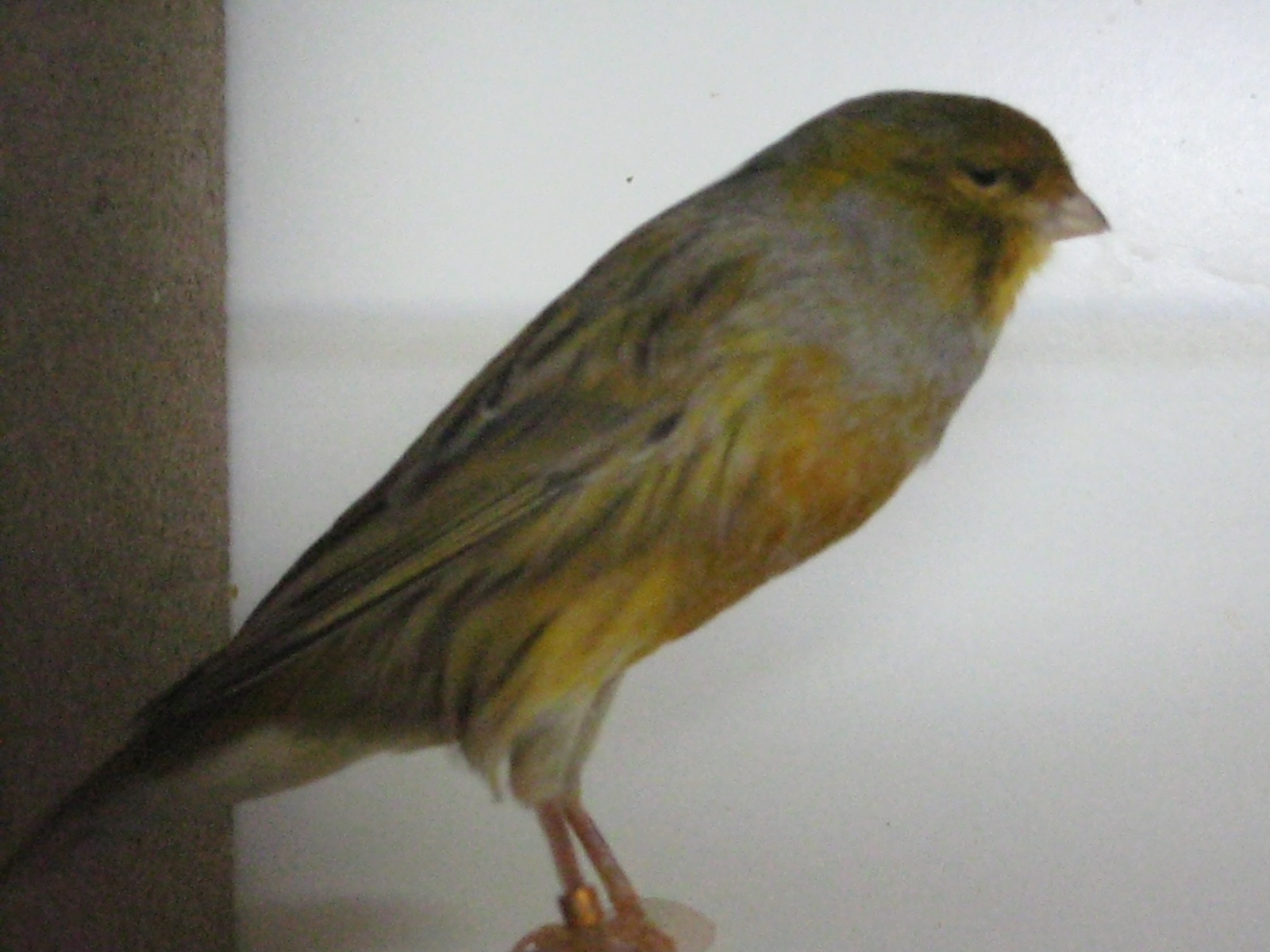 Yorkshire Canary: yorkshire