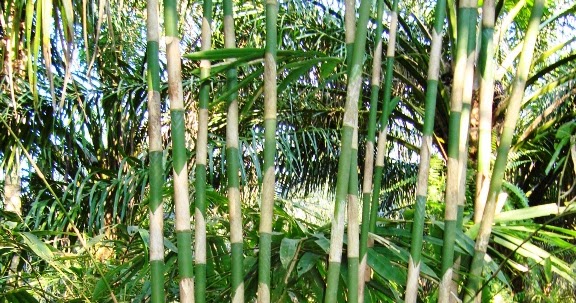 Ada kah Manfaat dari daun bambu yang gatal - Selalu Sehat