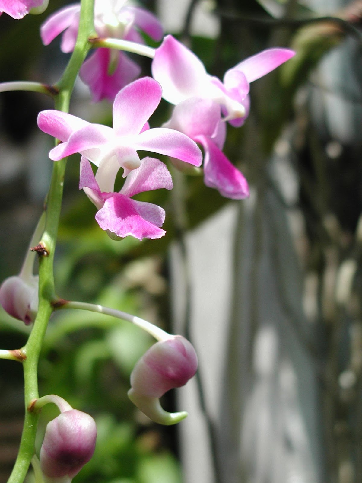 Grow and care Aerides crassifolia orchid - The Thick-Leafed Aerides ...