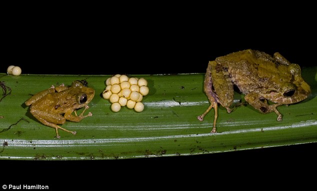 TAMAN SAINS: Haiwan Amfibia