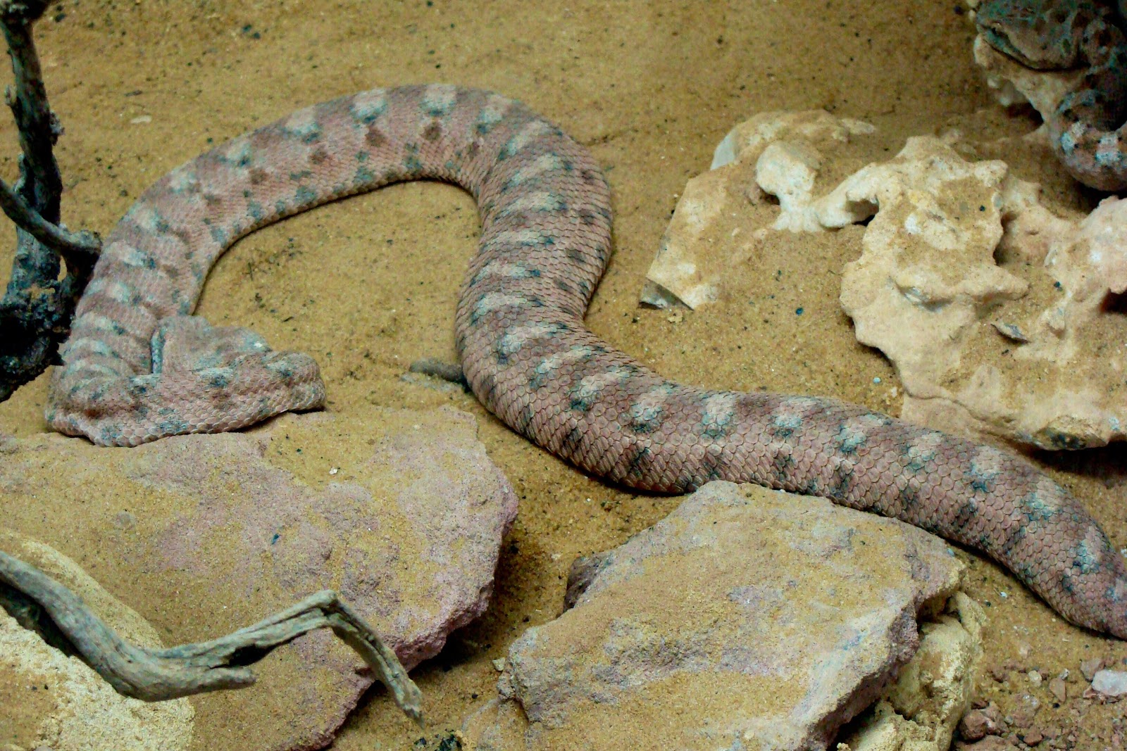 SERPIENTES DE TODO EL MUNDO: VÍBORAS