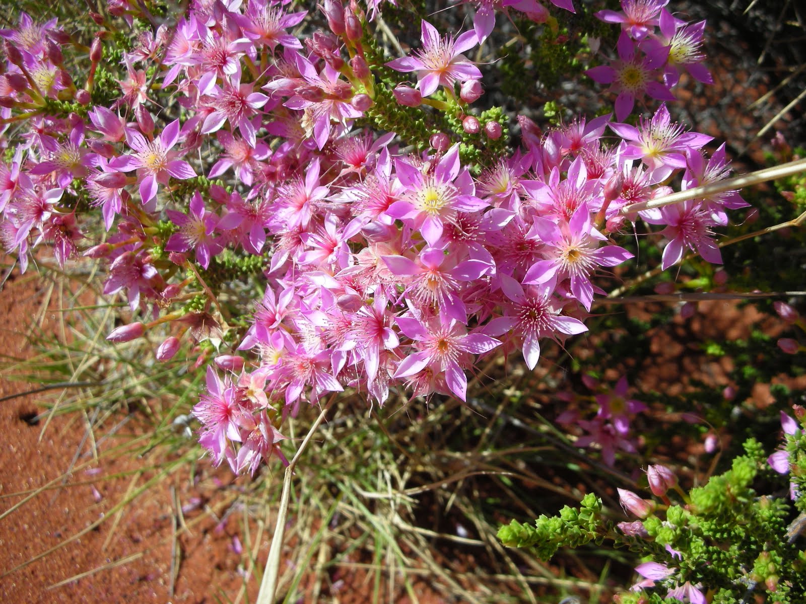 Inland Safaris: July 2011