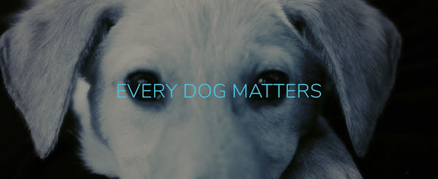 Real Dog Rescue - Heal It With Kindness