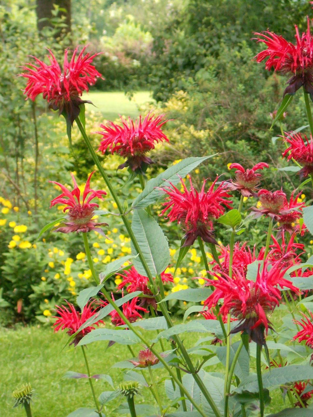 From Seed to Scrumptious: Bountiful Bee Balm