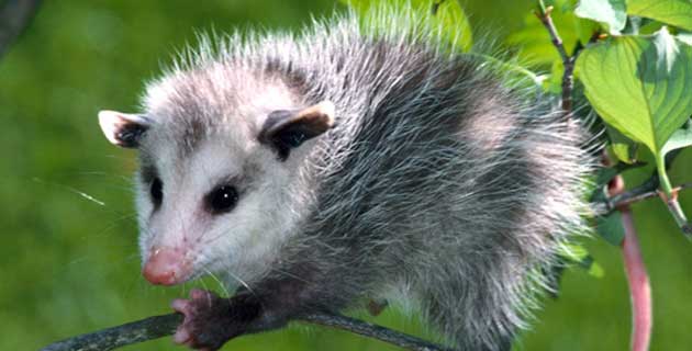 Quintana Roo mágico : FLORA Y FAUNA