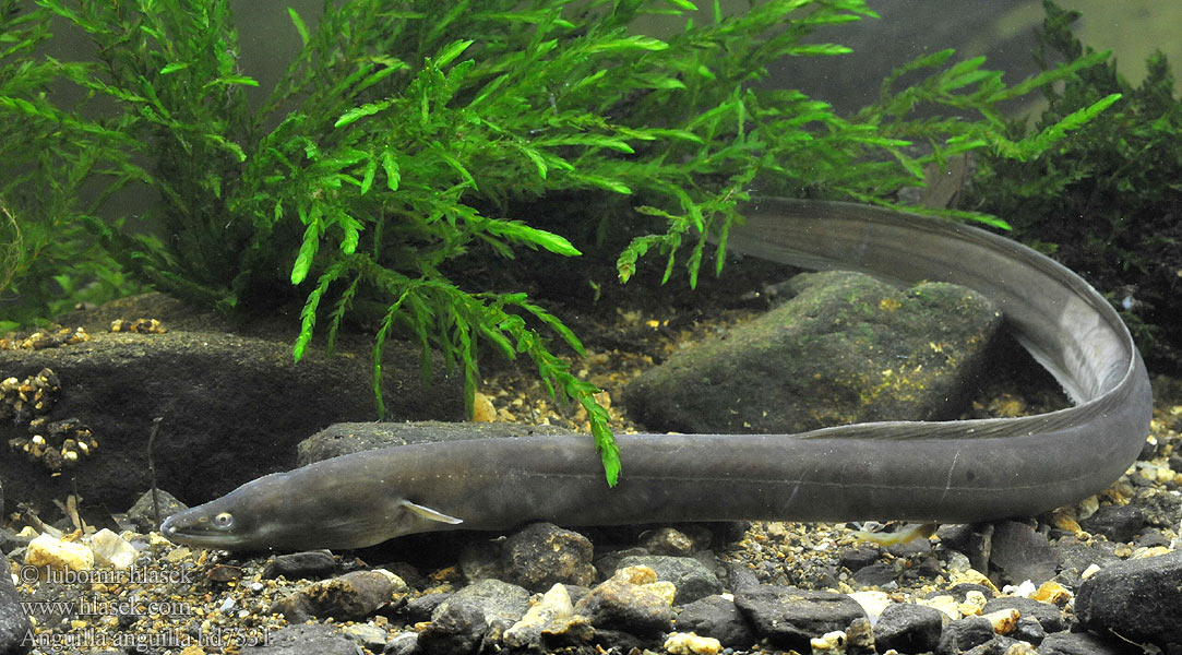 Info animales: ANGUILAS