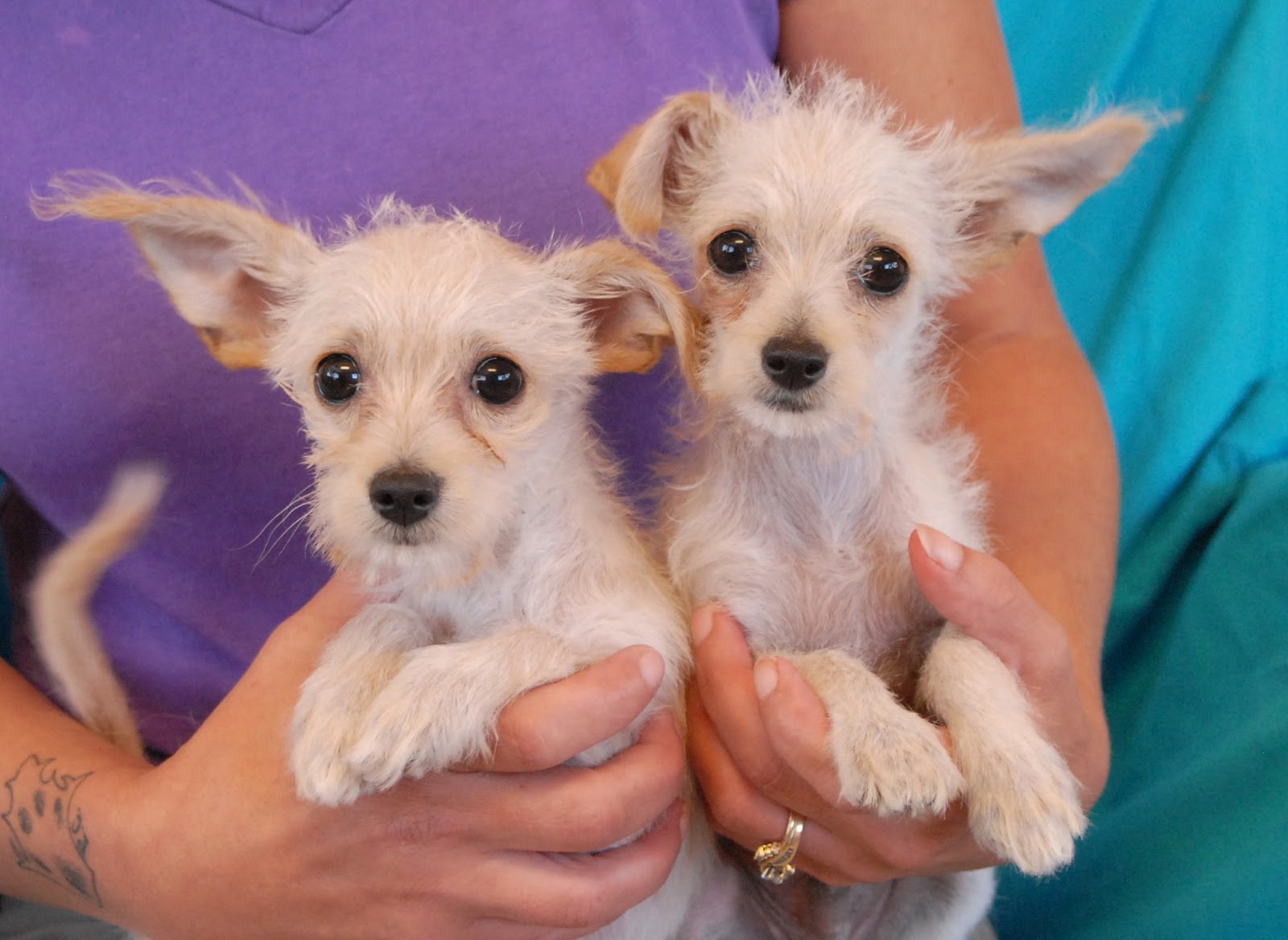 Sammy and Deeno, precious Poodle & Terrier mix puppies debuting for ...