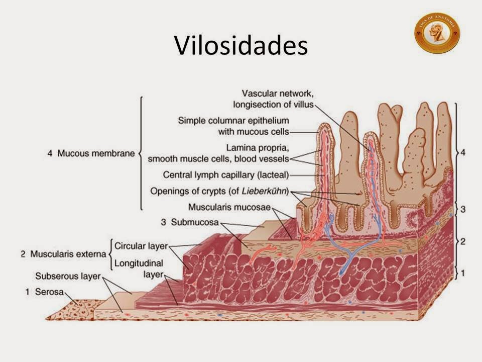 Liga de Anatomia ULBRA: JEJUNO, ÍLEO