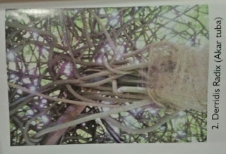 Derridis Radix - Radix-Farmakognosi