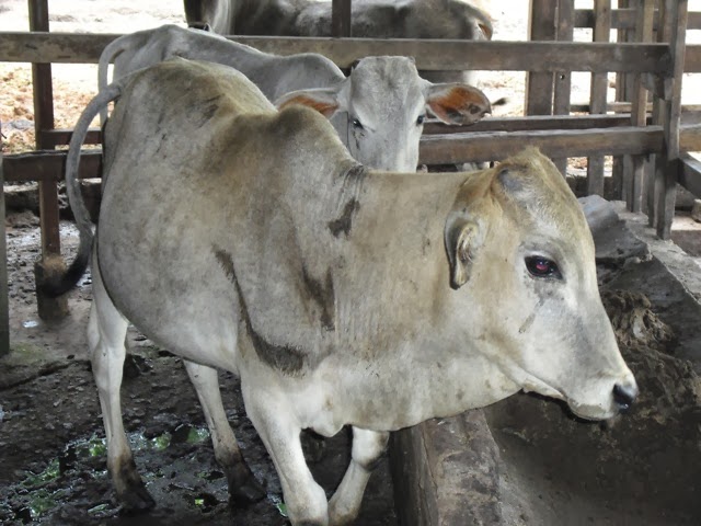 JB Impian Tunggal Enterprise: Jenis-jenis Lembu