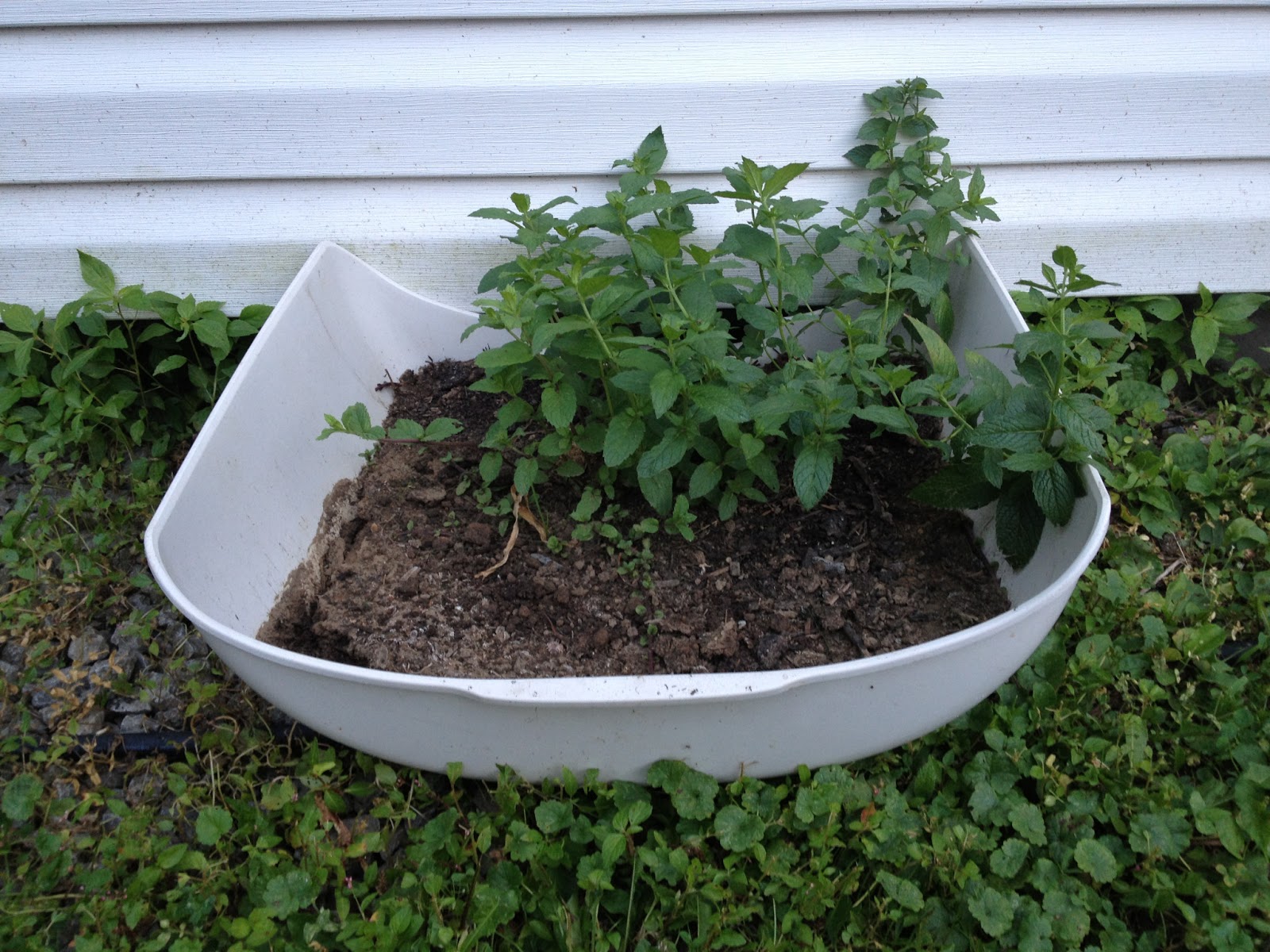 Why you need to grow mint in a planter - Feathers in the woods