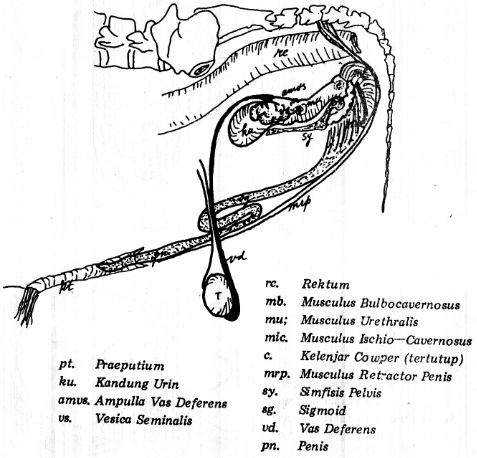 Monarch: MAKALAH BIOLOGI UMUM (sistem reproduksi sapi)