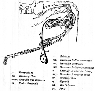 Your World: Makalah Organ Reproduksi Ternak Jantan