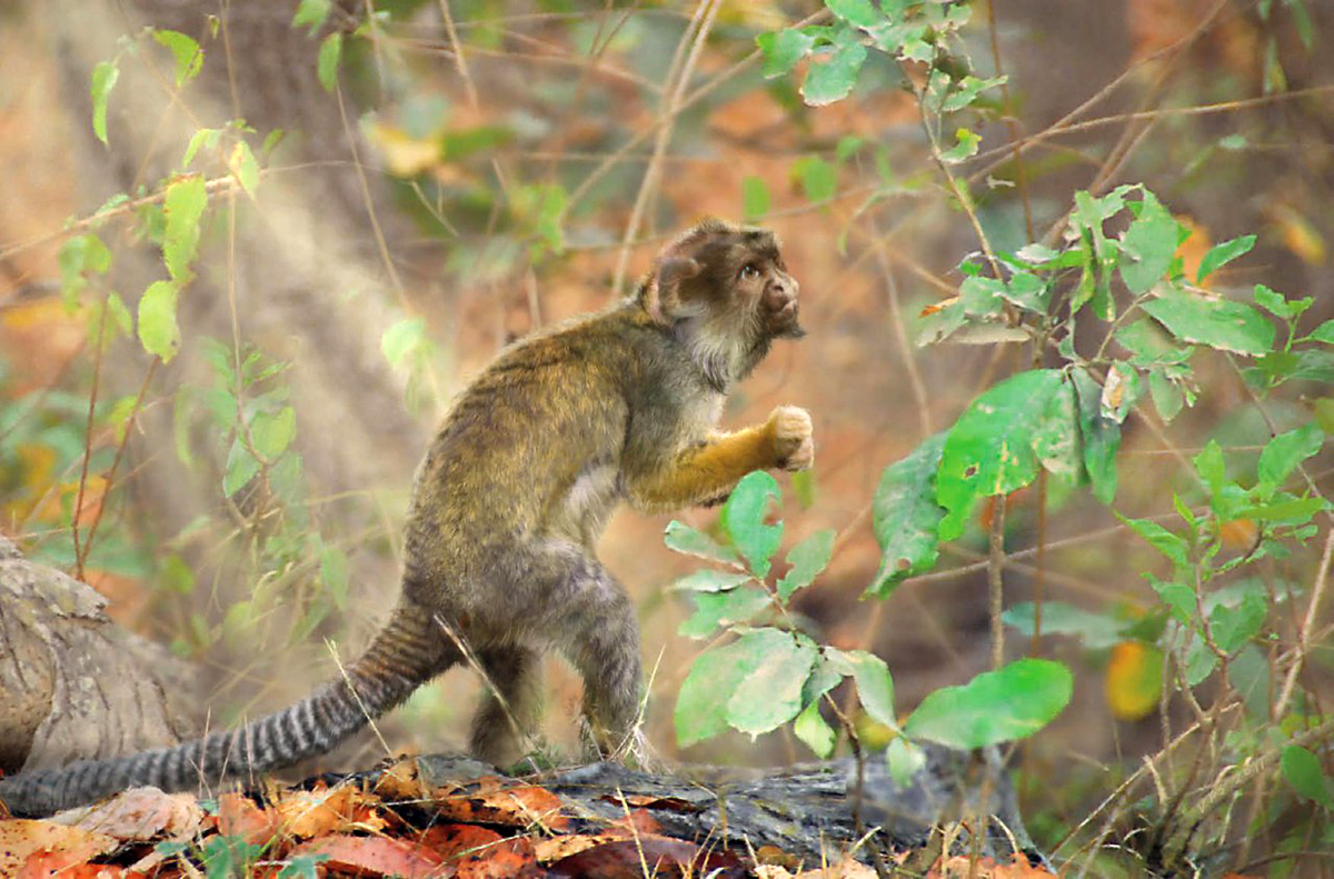 The Magic cafe: Исчезнувшая Южная Америка Велизара Симеоновски. Часть ...