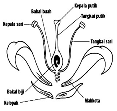 BERBAGI: KEANEKARAGAMAN DAN KLASIFIKASI MAKHLUK HIDUP