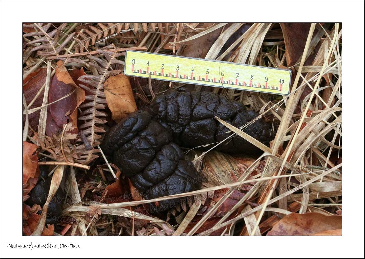 Il y a crottes et crottes. 2013 023