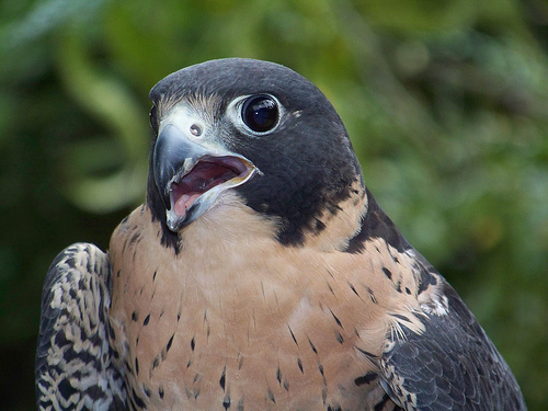 Falcon | The Life of Animals