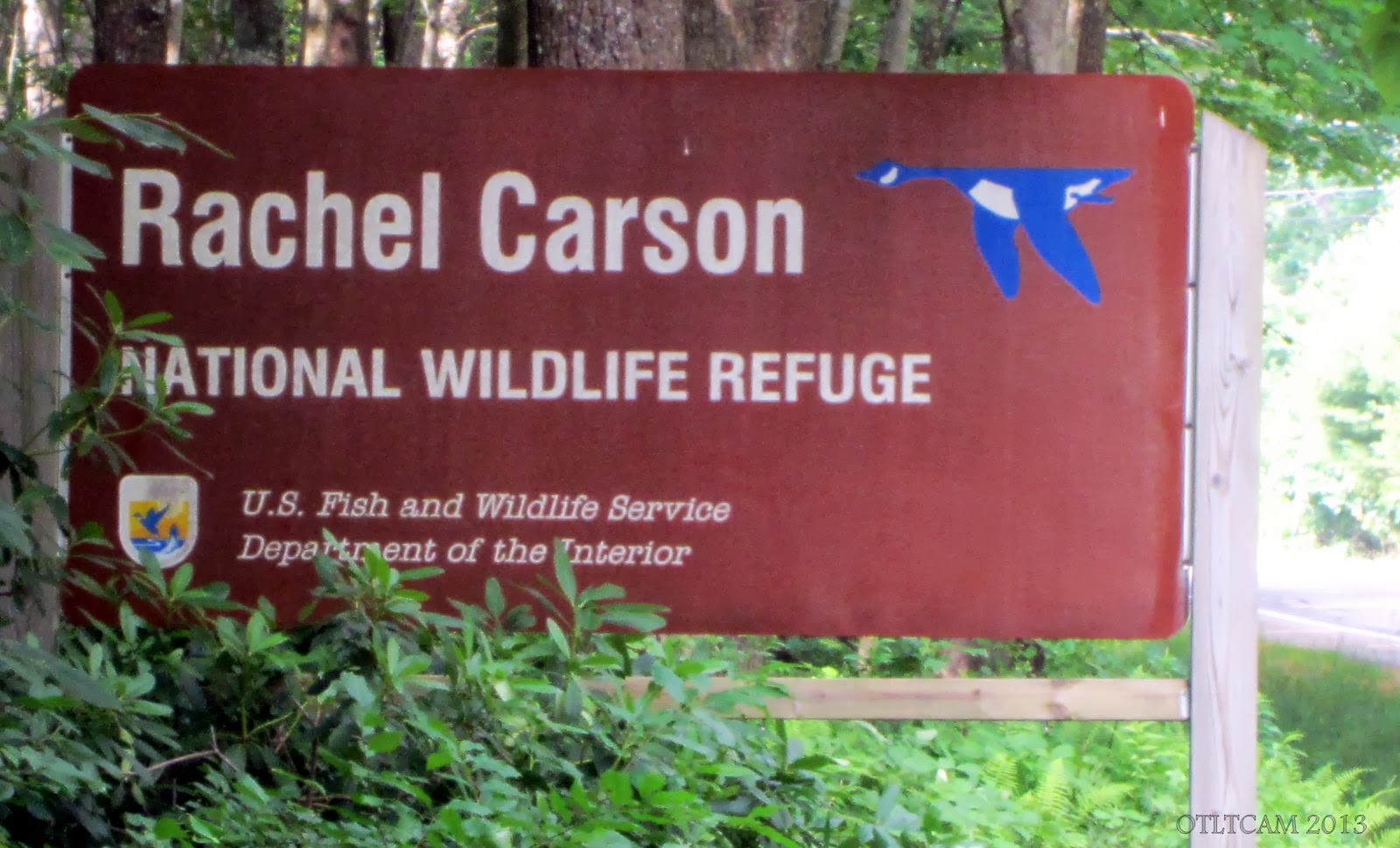 On The Loose To Climb A Mountain: Rachel Carson National Wildlife Refuge