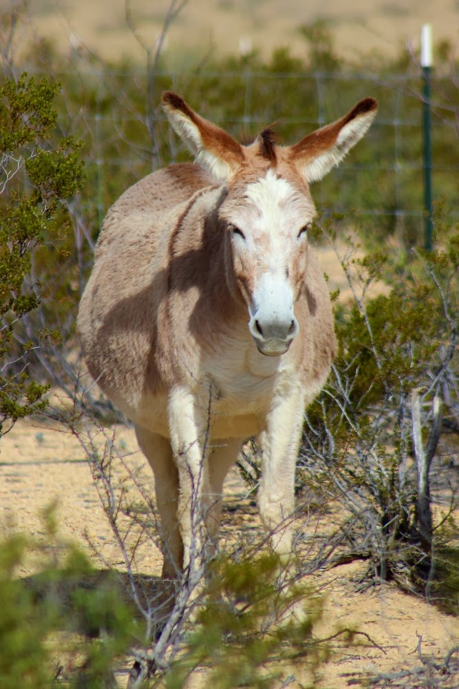 The Field Lab: Donkey Day