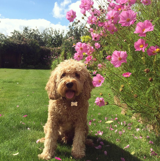 Happy {Long} Weekend #35 - Roses and Rolltops